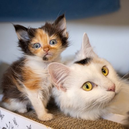 Lieve mama poes Novella met baby’s