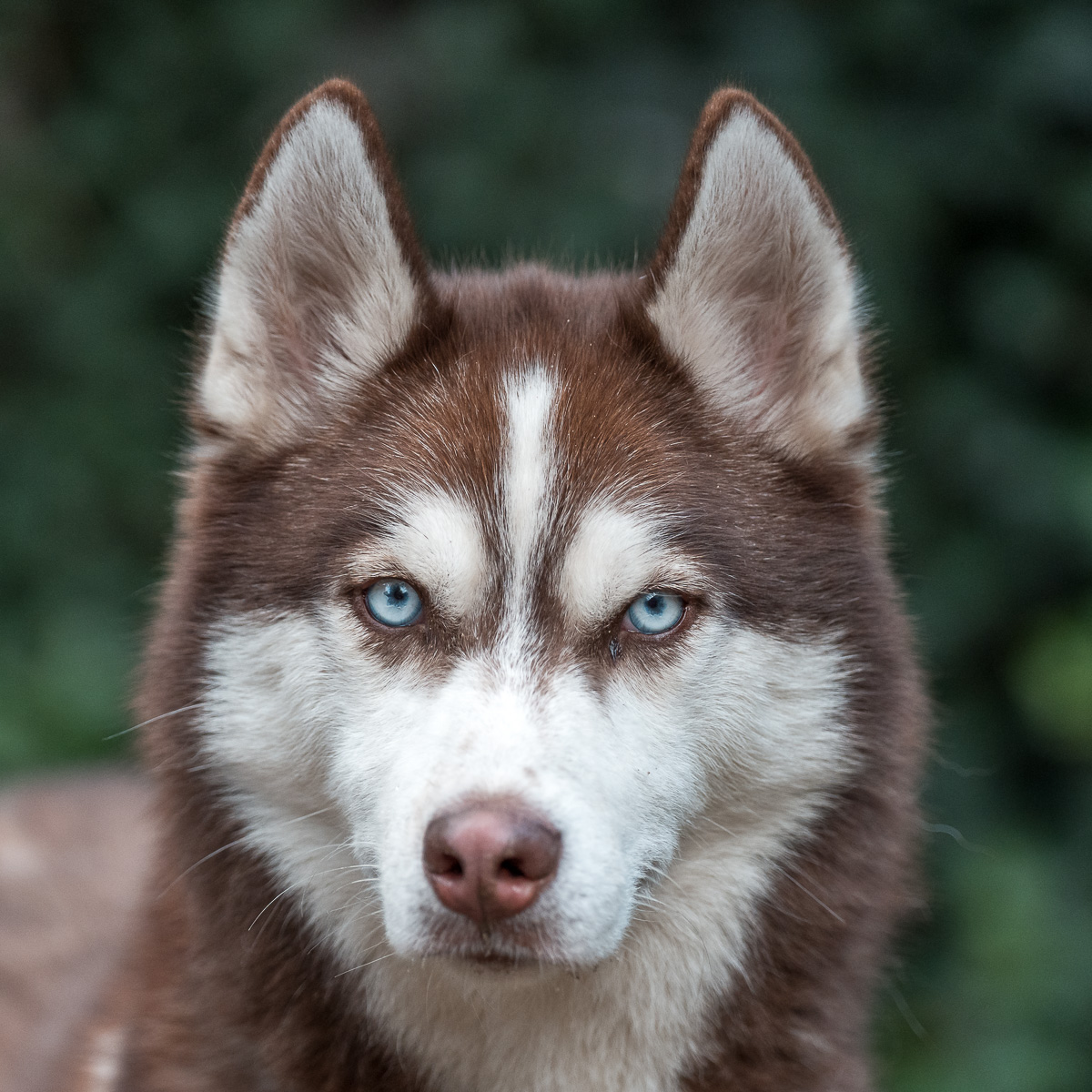 Dier adopteren - DOA dierenasiel