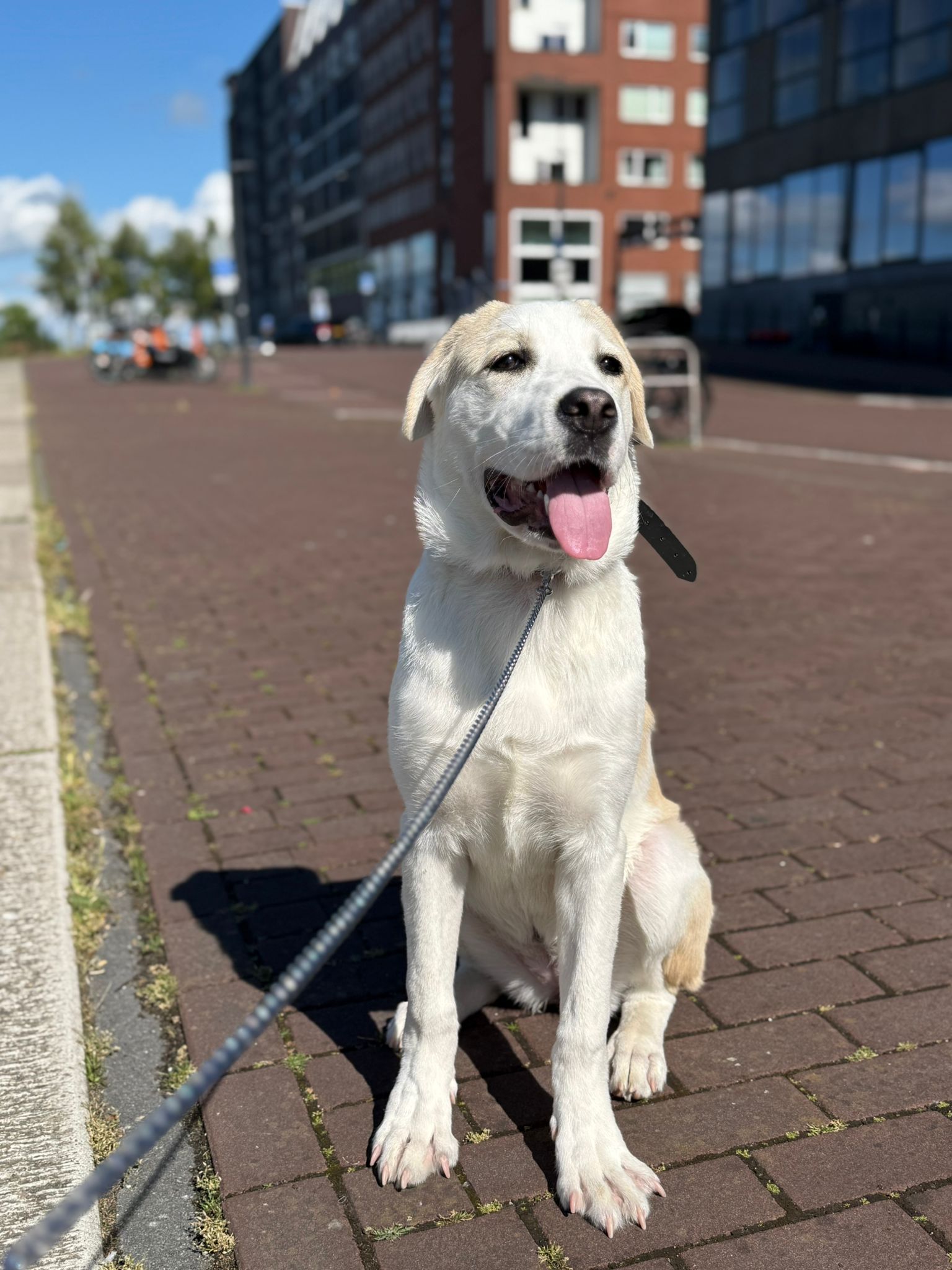 Dier adopteren - DOA dierenasiel