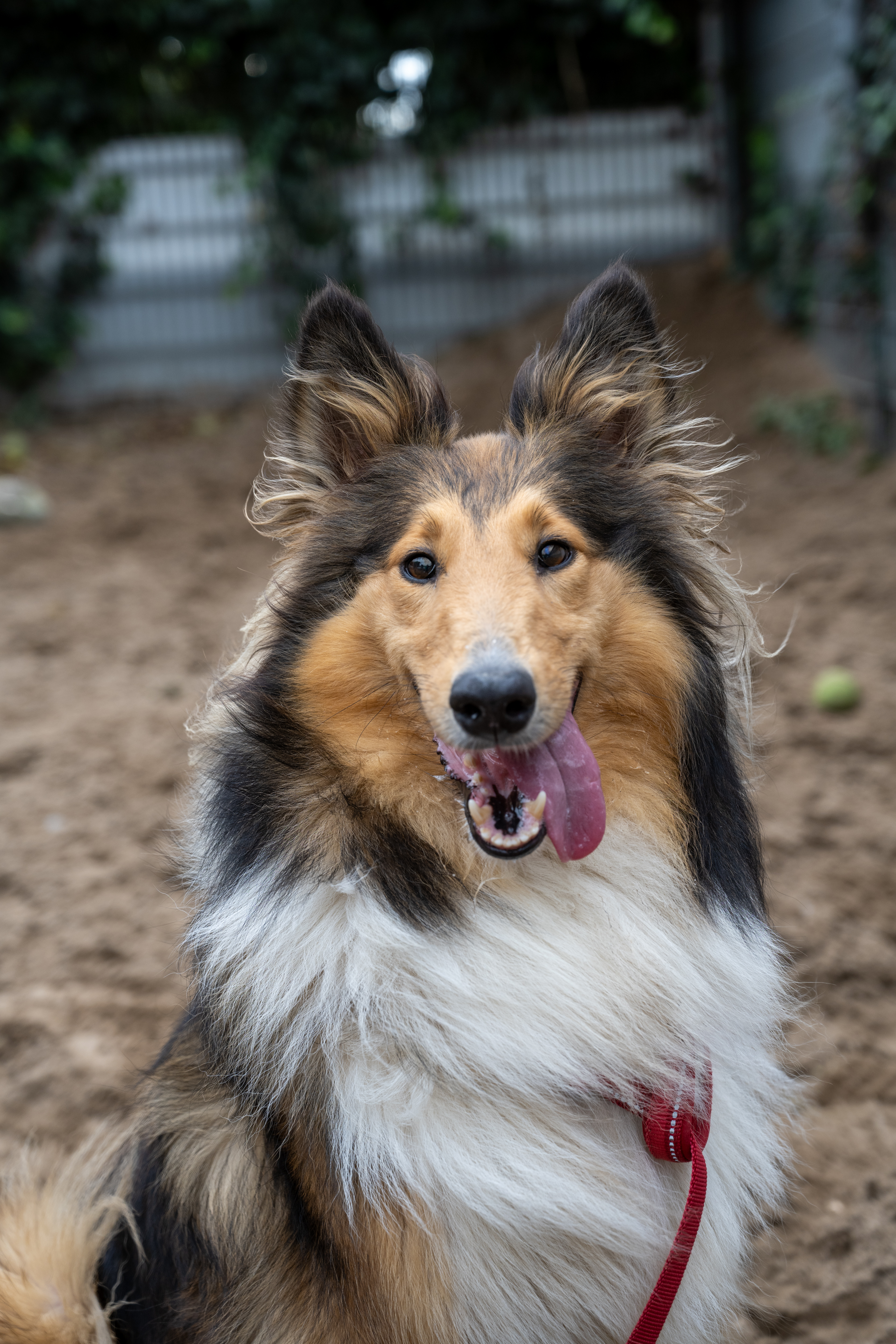 Dier adopteren - DOA dierenasiel