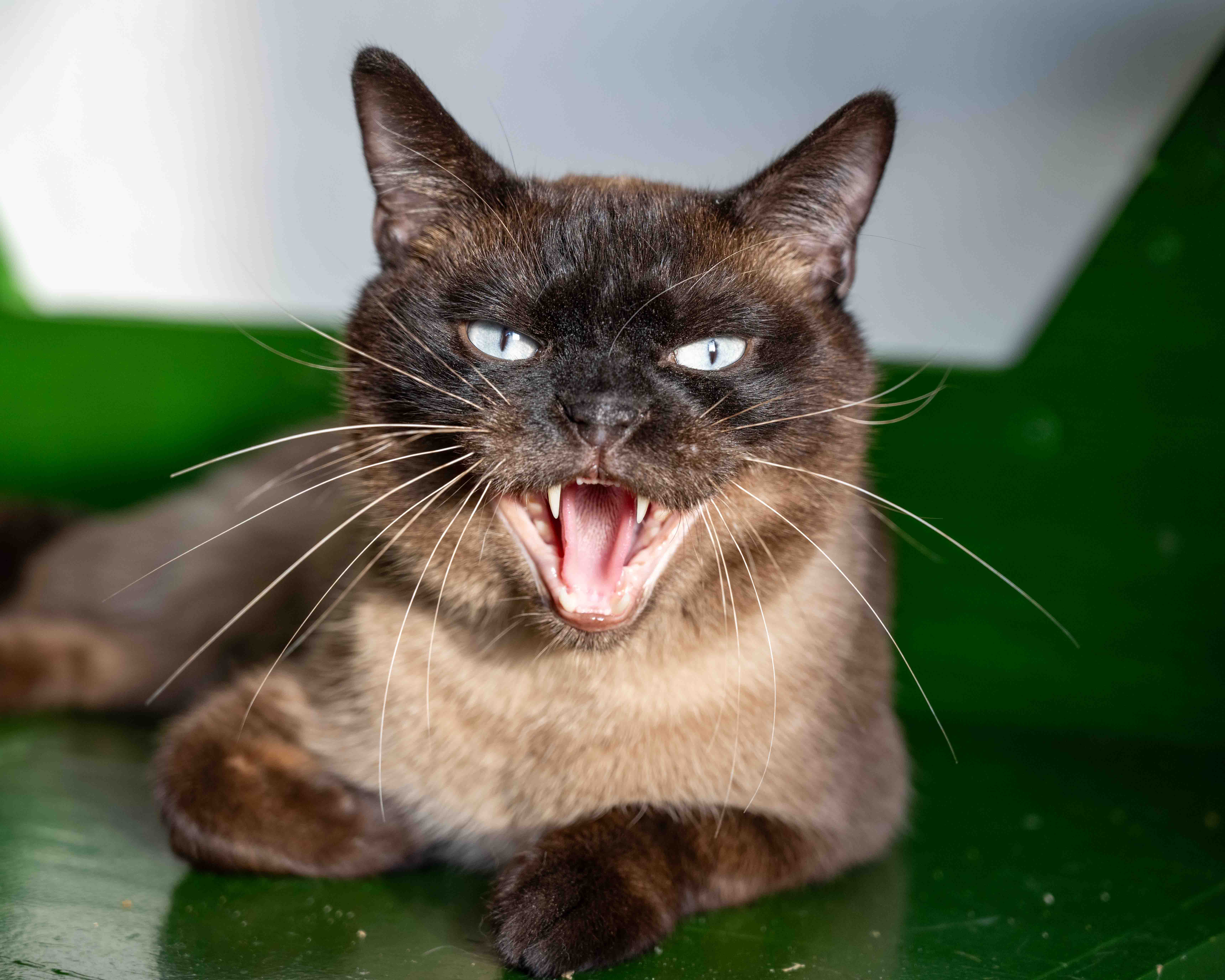 Dier adopteren - DOA dierenasiel