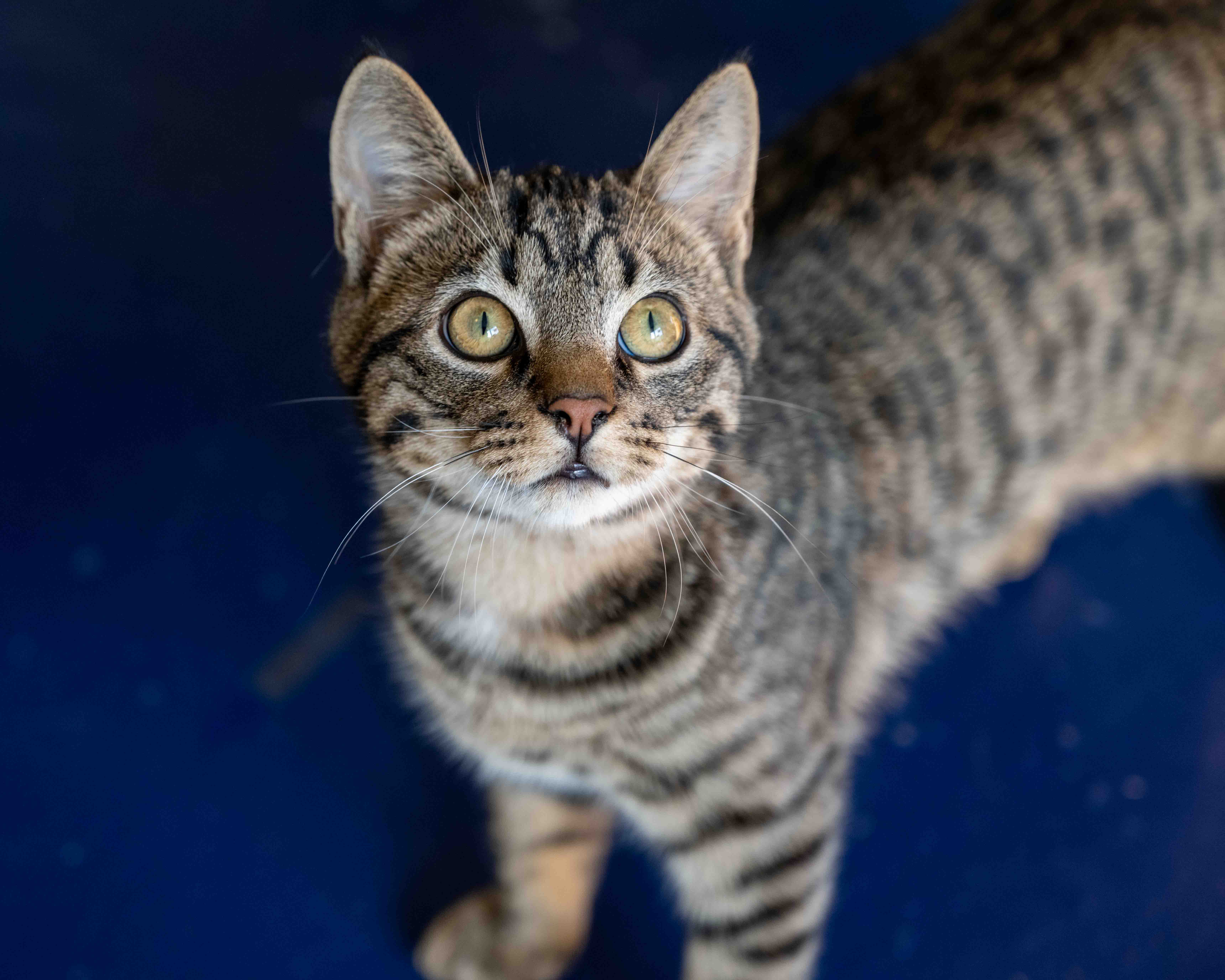 Dier adopteren - DOA dierenasiel