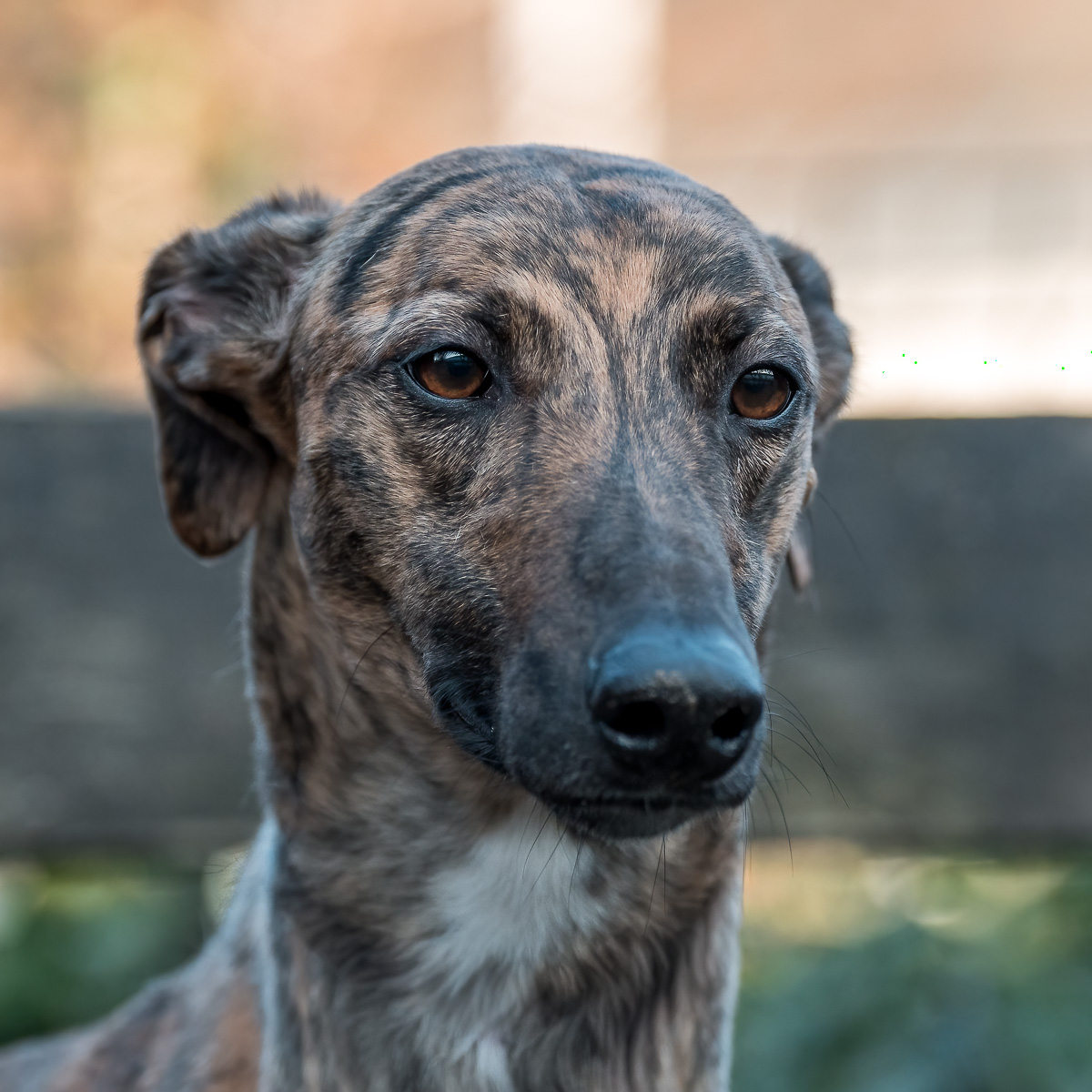 Dier adopteren - DOA dierenasiel